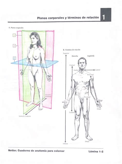Plano Medio Sagital Medio Plano Frontal Plano Transversal