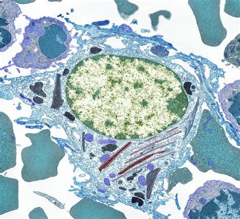 Spleen Cell Tem Photograph By Thomas Deerinck Ncmir Fine Art America