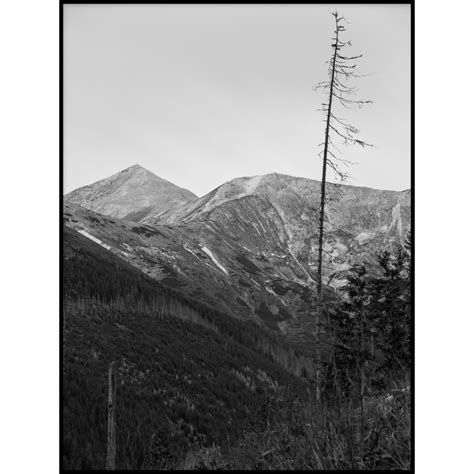plakat Drzewo góry krajobraz Zakopane czarno biały fotopp