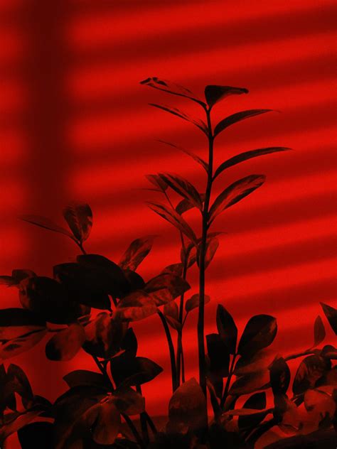Fondos De Pantalla Rojos