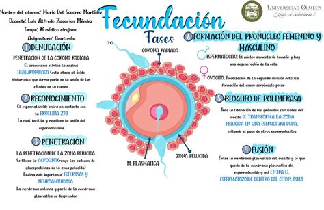 Fases De La Fecundacion Resumen Corto NBKomputer