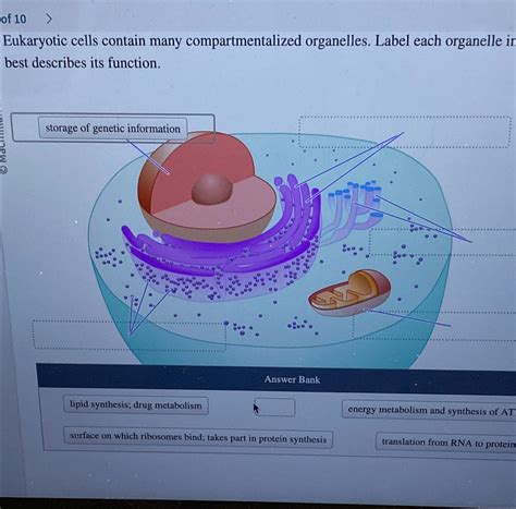 Solved Of 10Eukaryotic Cells Contain Many Compartmentalized Chegg