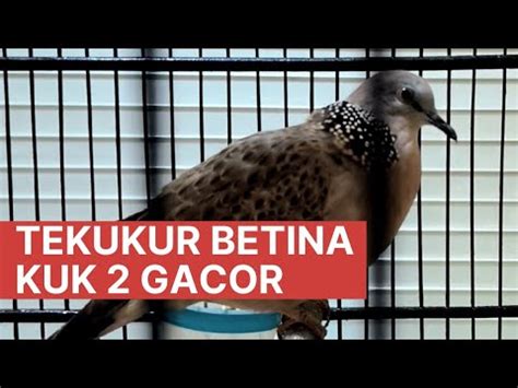 Suara Burung Tekukur Betina Kuk 2 Gacor Dijamin Ampuh Untuk Pancingan