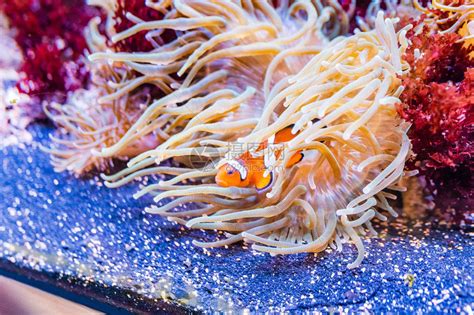 水族馆里的海葵高清图片下载 正版图片505682960 摄图网