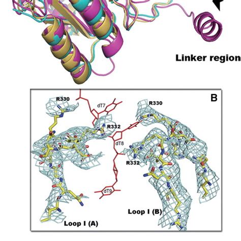Features Of The GkDnaC Helicase Structure A Structural Comparison Of