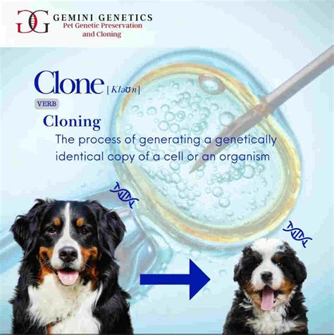 What Is Pet Cloning Gemini Genetics