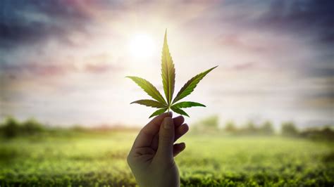 4 20 Por qué se celebra el día de la marihuana el 20 de abril Rock Pop