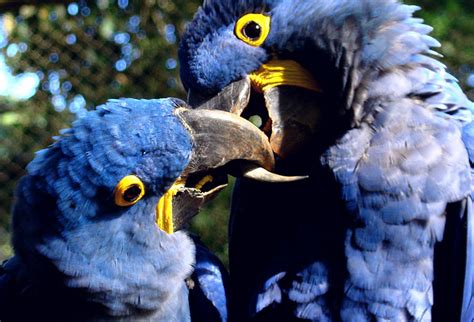 Conheça os animais em extinção na Mata Atlântica Pensamento Verde
