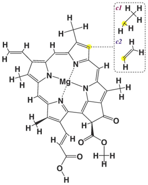Chlorophylle D Finition Et Explications