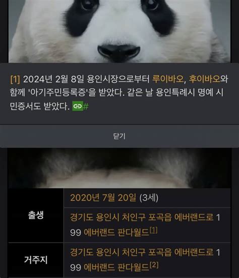 잡담 심심해서 푸바오 나무위키 보는 중인데 진짜 개귀여엌ㅋㅋㅋㅋㅋㅋㅋ ㅋㅋ ㅠㅠㅠㅠ 인스티즈 instiz 일상 카테고리
