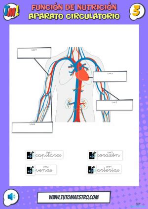Aprendamos Del Aparato Circulatorio Ficha Interactiva TopWorksheets