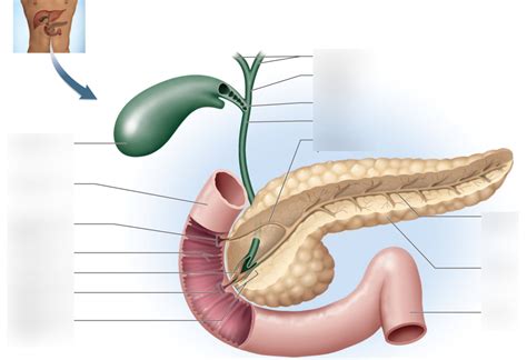 Gross Anatomy Of The Gallbladder Pancreas And Bile Passages Diagram