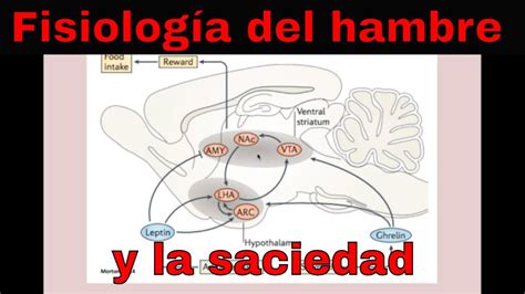 Fisiología del hambre y la saciedad YouTube
