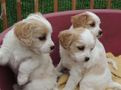 Chiens petite taille à adopter gratis Chien bonheur