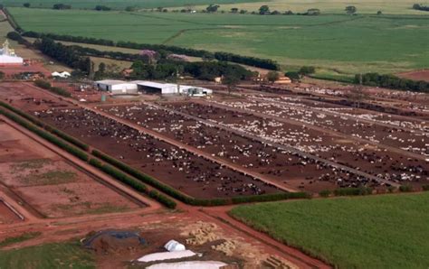 Gigante da pecuária brasileira já confinou 500 mil cabeças de gado