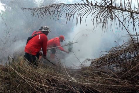 Pembasahan Dan Pendinginan Di Lahan Gambut Kota Palangka Raya Antara News