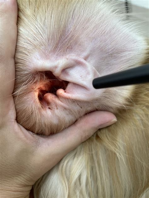 Dor de ouvido ou Otite em Cães e Gatos Pet Care Hospital Veterinário
