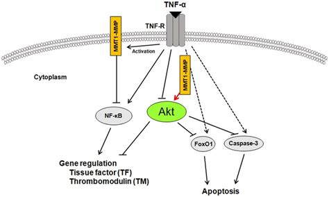 Schematic Diagram Describing The Mechanisms Of MT1 MMP Akt Signaling