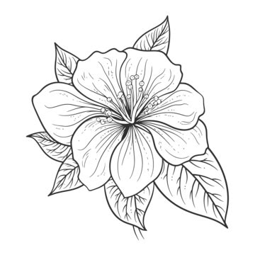 Drawing Of A Hibiscus Flower On A White Background Outline Sketch