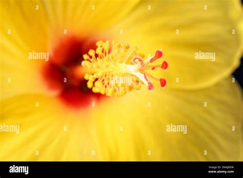 Hawaiian Hibiscus The Yellow Hibiscus Is Hawaii S State Flower Stock