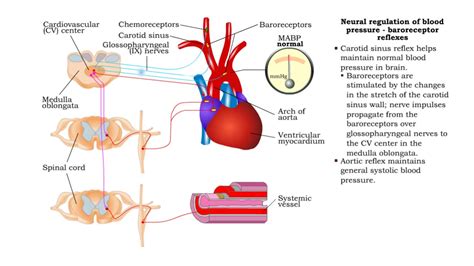Where Are The Baroreceptors And Chemoreceptors Located The Detailed