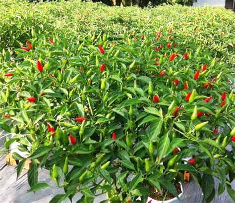 8 Tips Sukses Dan Tahapan Menanam CABE RAWIT Di Polybag Dan Pot