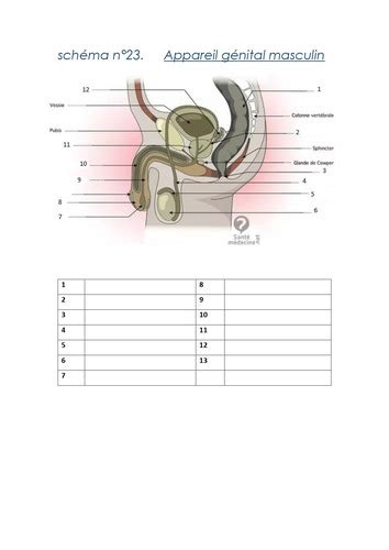 Appareil G Nital Masculin Cartes Quizlet