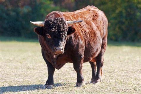 Different Types Of Cows From Around The World Chart Nayturr