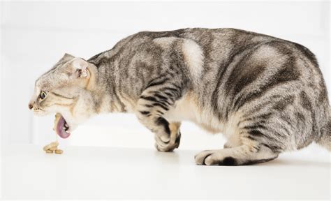 Las principales causas de vómitos en los gatos y cómo tratarlos
