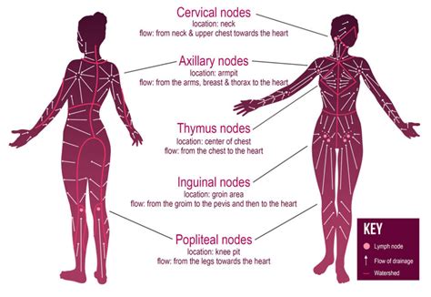 Pressotherapy Lymph Drainage Body Shaping Hydrations Wellness