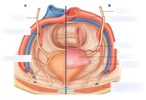 Ureter Diagram Quizlet