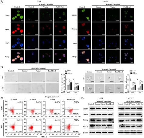 Over Expression Of FoxD2 As1 Abolished The Inhibitory Effect Of