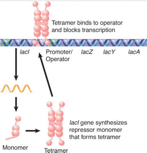 Chapter The Operon Flashcards Quizlet