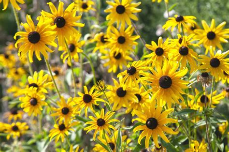 28 Best Small Full Sun Perennials