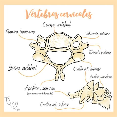 Vértebras cervicales en 2024 Vértebra cervical Libros de histologia