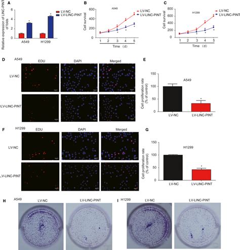 Effects Of LINCPINT On NSCLC Cell Proliferation A LINCPINT