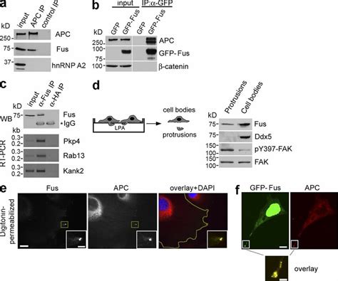 The RNA Binding Protein Fus Is A Component Of APC RNPs At Cell