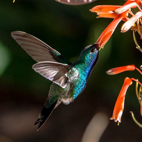 Hummingbirds Agua Caliente Park Mark Mackin Flickr