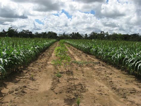Ilpf Milho Sorgo Brachiaria Ruziziensis E Arb Reas No Amap Portal