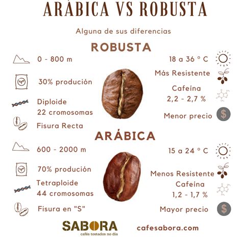 Arábica vs robusta Artofit