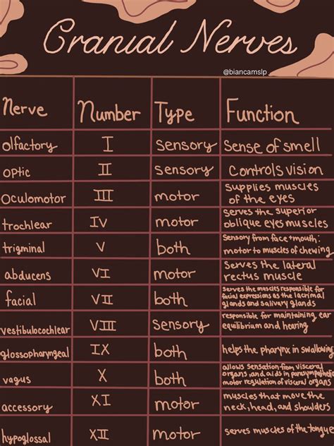 Cranial Nerves Artofit