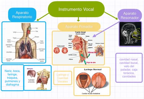 Aula Musical De Sergio El Canto Y La Fisiologia De La Voz