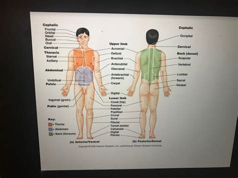 Naked Man Diagram Quizlet