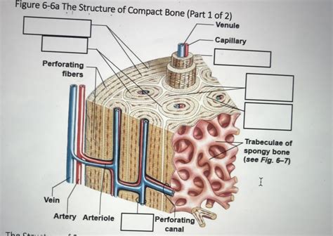 Spongy Bone Diagram Quizlet