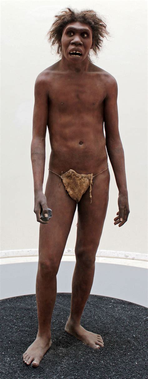 Homo Erectus Homo Ergaster