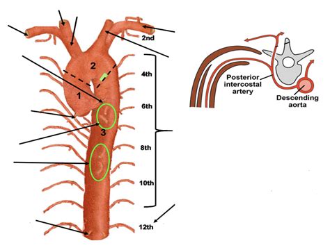 Thoracic Aorta Diagram Quizlet