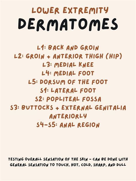 Lower Extremity Dermatome Testing Physical Therapy Student Physical