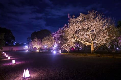 世界遺産二条城桜まつり期間中の夜にNAKED FLOWERS開催花見特集2024