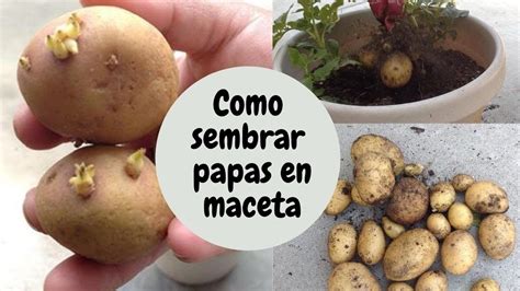 COMO SEMBRAR PAPAS EN MACETA HOW TO GROW POTATOES IN POT YouTube