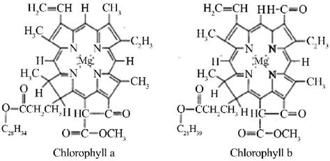 At Carbon Atom Chlorophyll A Has